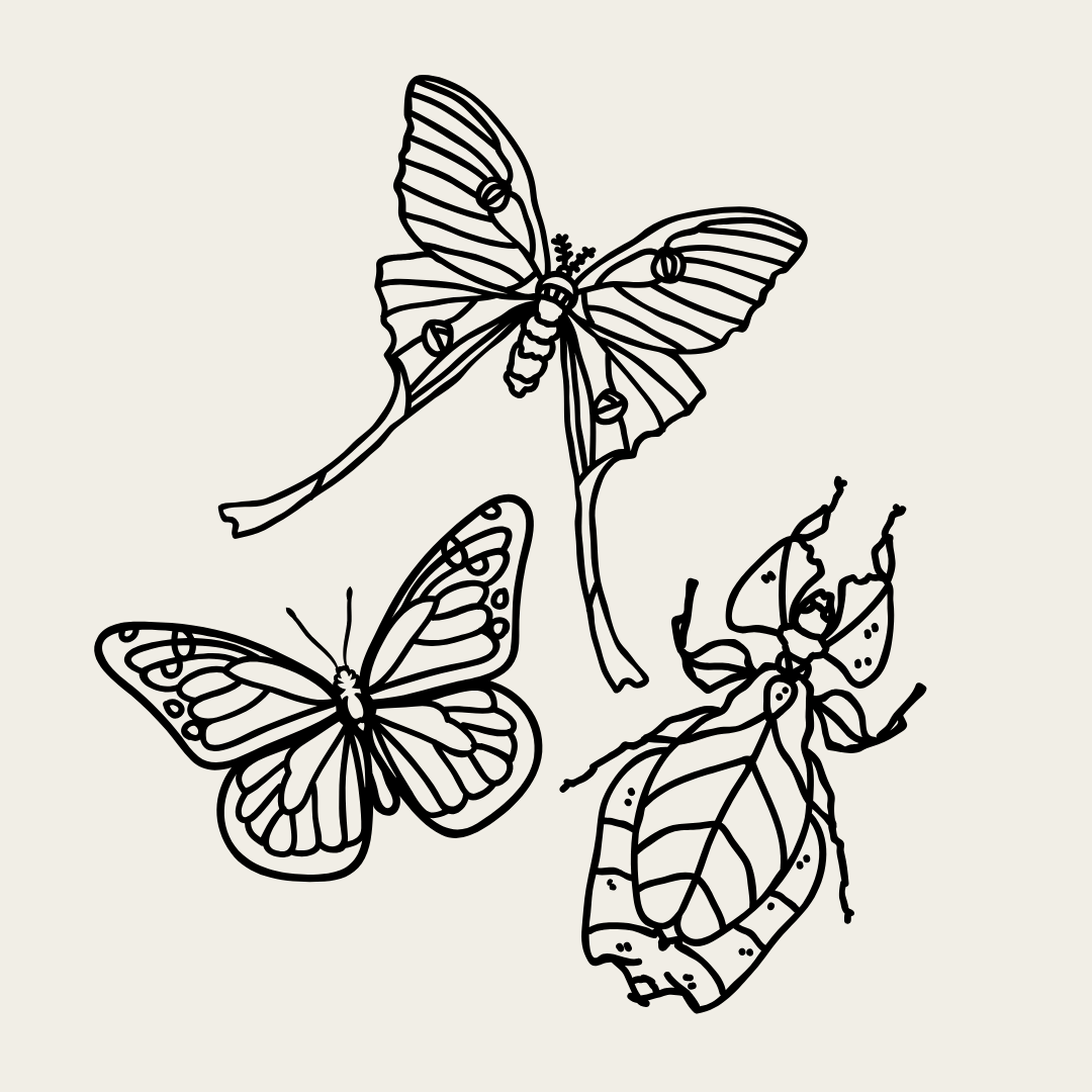 All – Scaled Wings